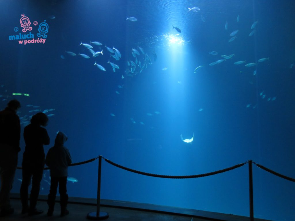 Niezwykłe Oceanarium w Stralsund - Maluch w podróży